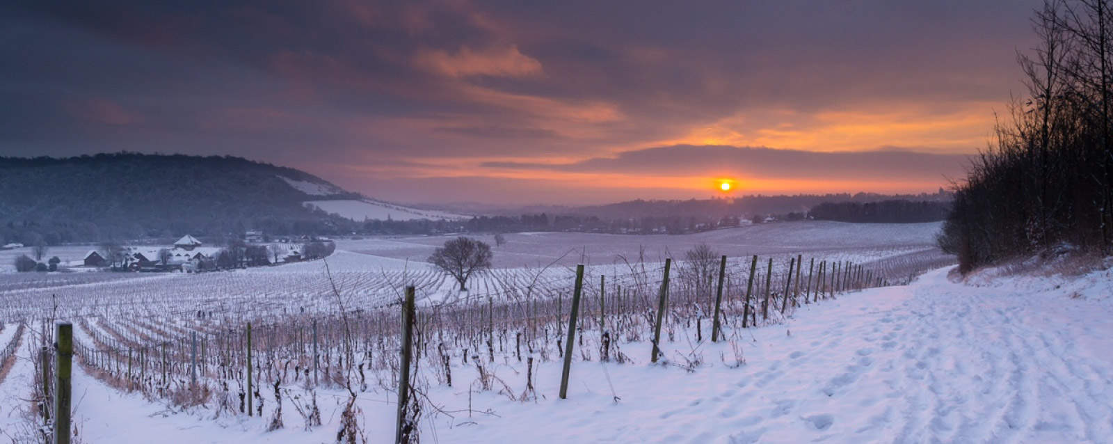 Denbies | Denbies Wine Estate & Event Venue