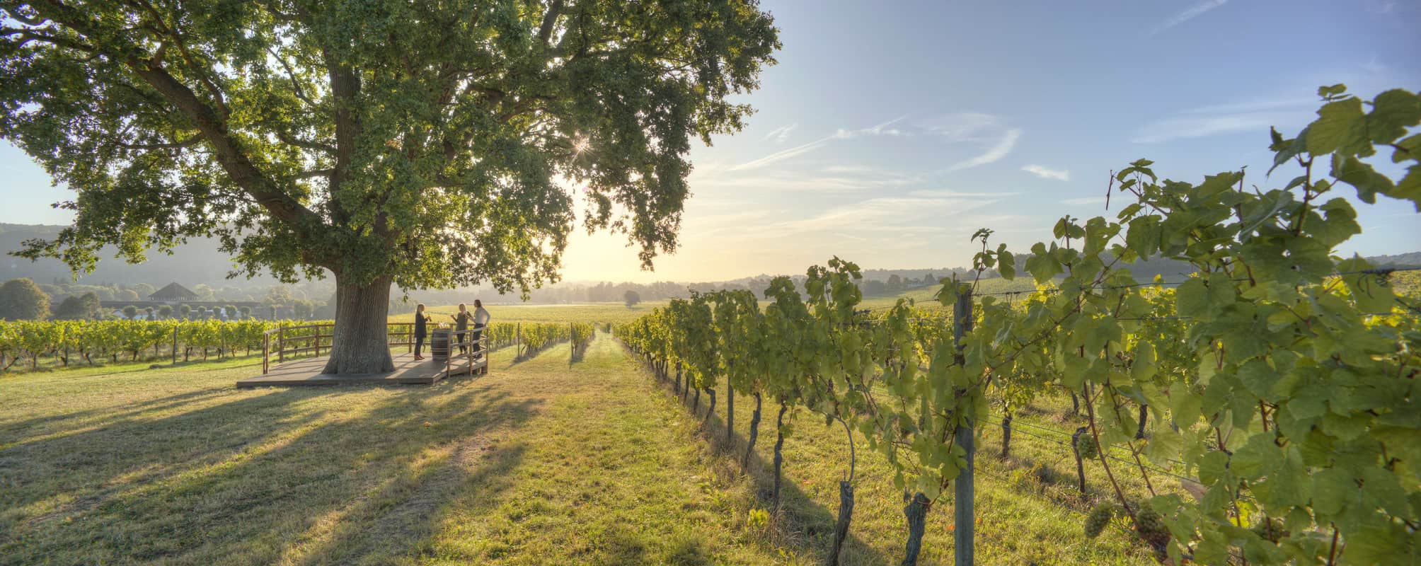 Denbies Vineyard Hotel Surrey | Denbies Wine Estate